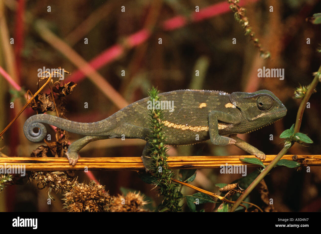 Flap necked chameleons hi-res stock photography and images - Alamy