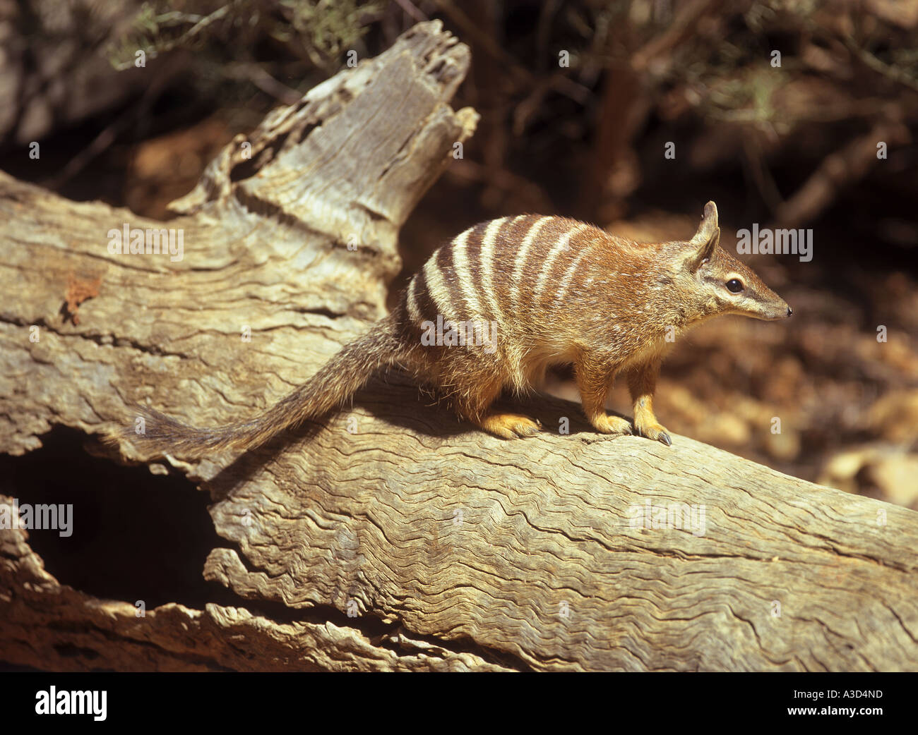 Banded anteater myrmecobius fasciatus hi-res stock photography and ...