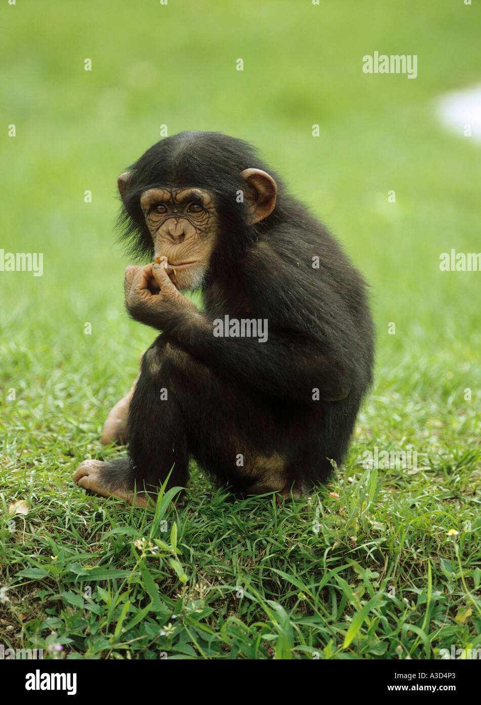 young savanna chimpanzee sitting on meadow Pan troglodytes Stock Photo ...
