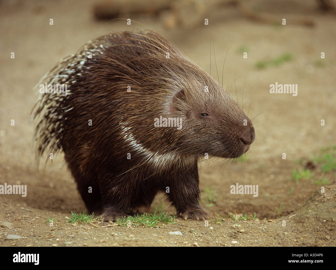 african porcupine crested porcupine Hystrix cristata Stock Photo - Alamy