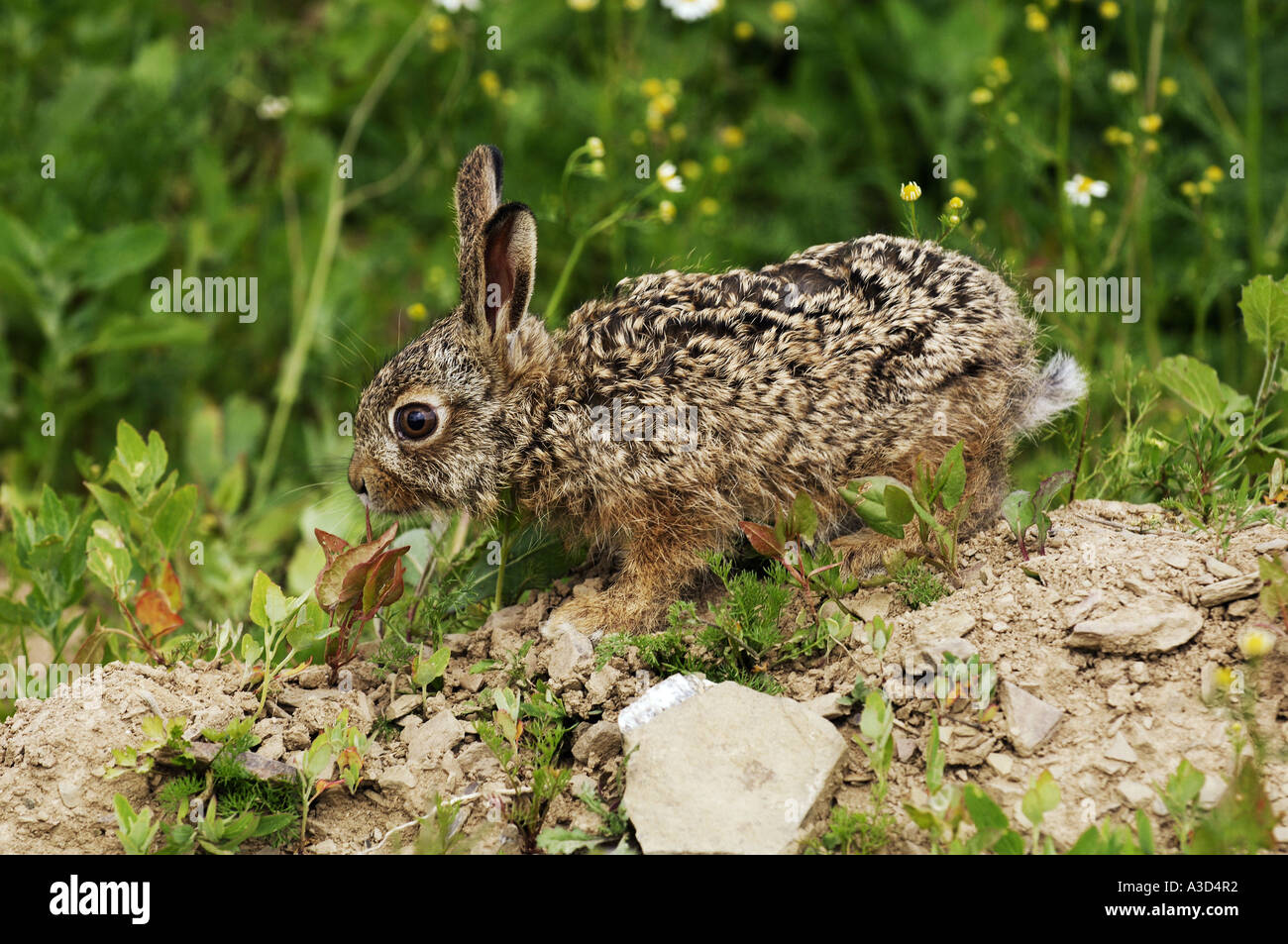 young european hare Lepus europaeus Stock Photo - Alamy