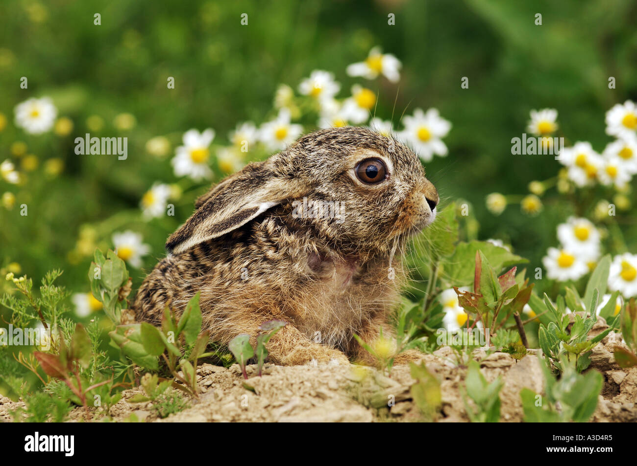 young european hare Lepus europaeus Stock Photo - Alamy