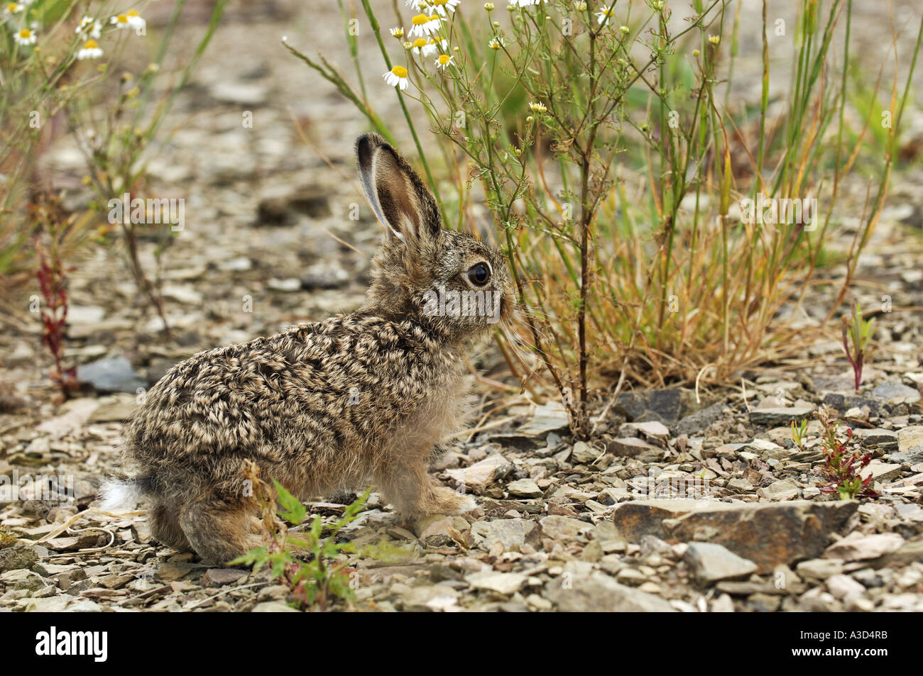 young european hare sitting Lepus europaeus Stock Photo - Alamy