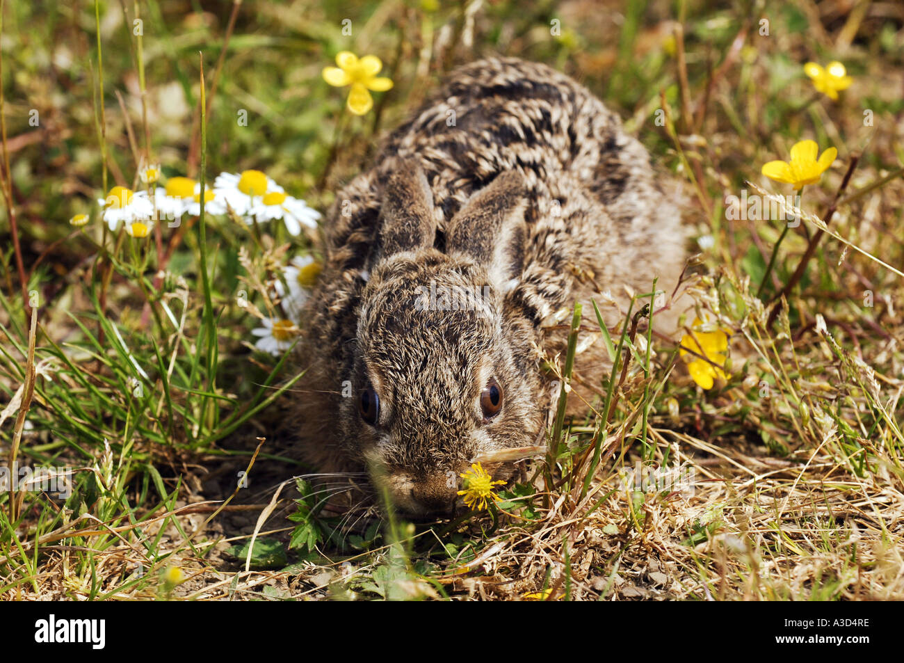 young european hare on meadow Lepus europaeus Stock Photo - Alamy