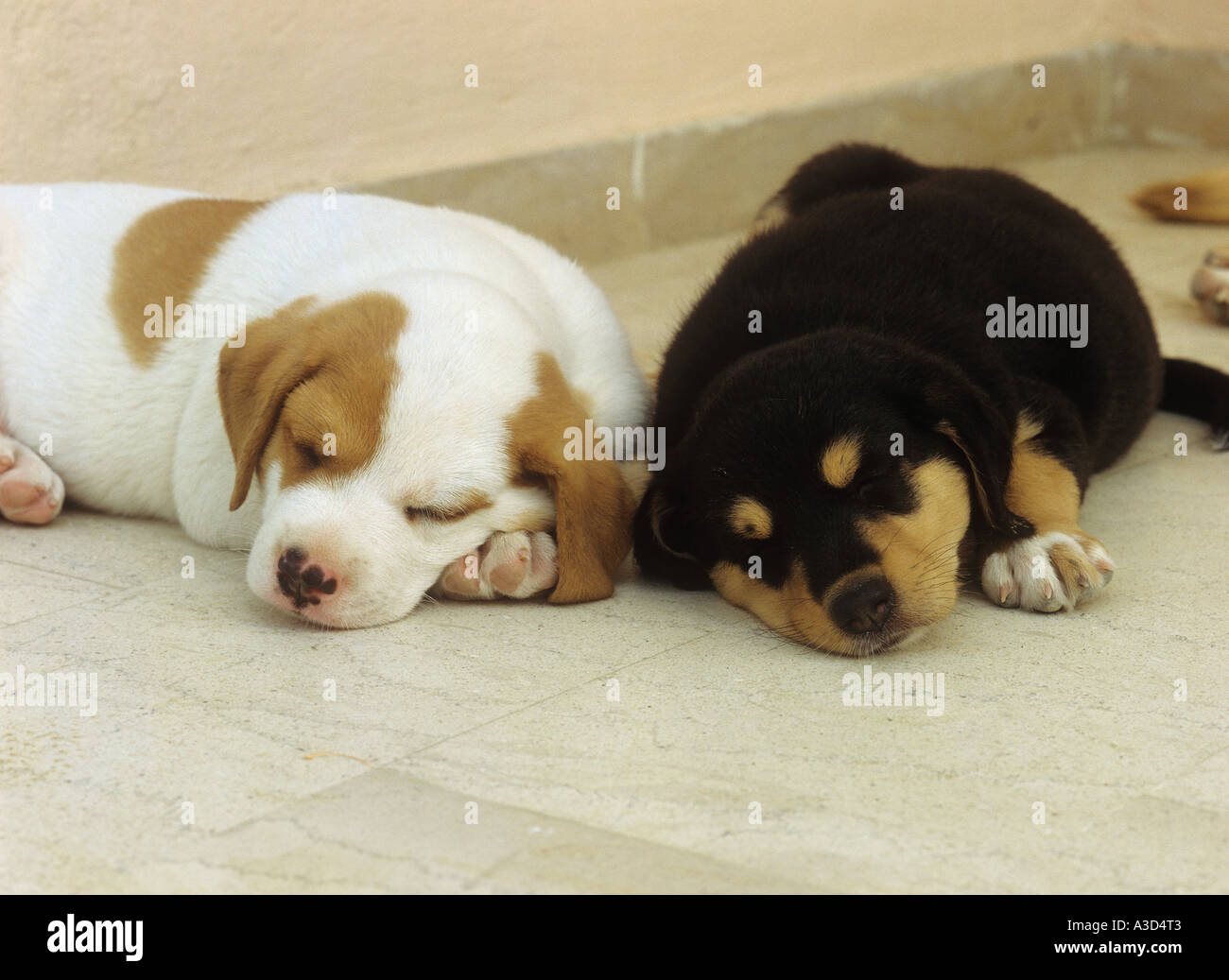 two half breed dogs puppies sleeping Stock Photo - Alamy