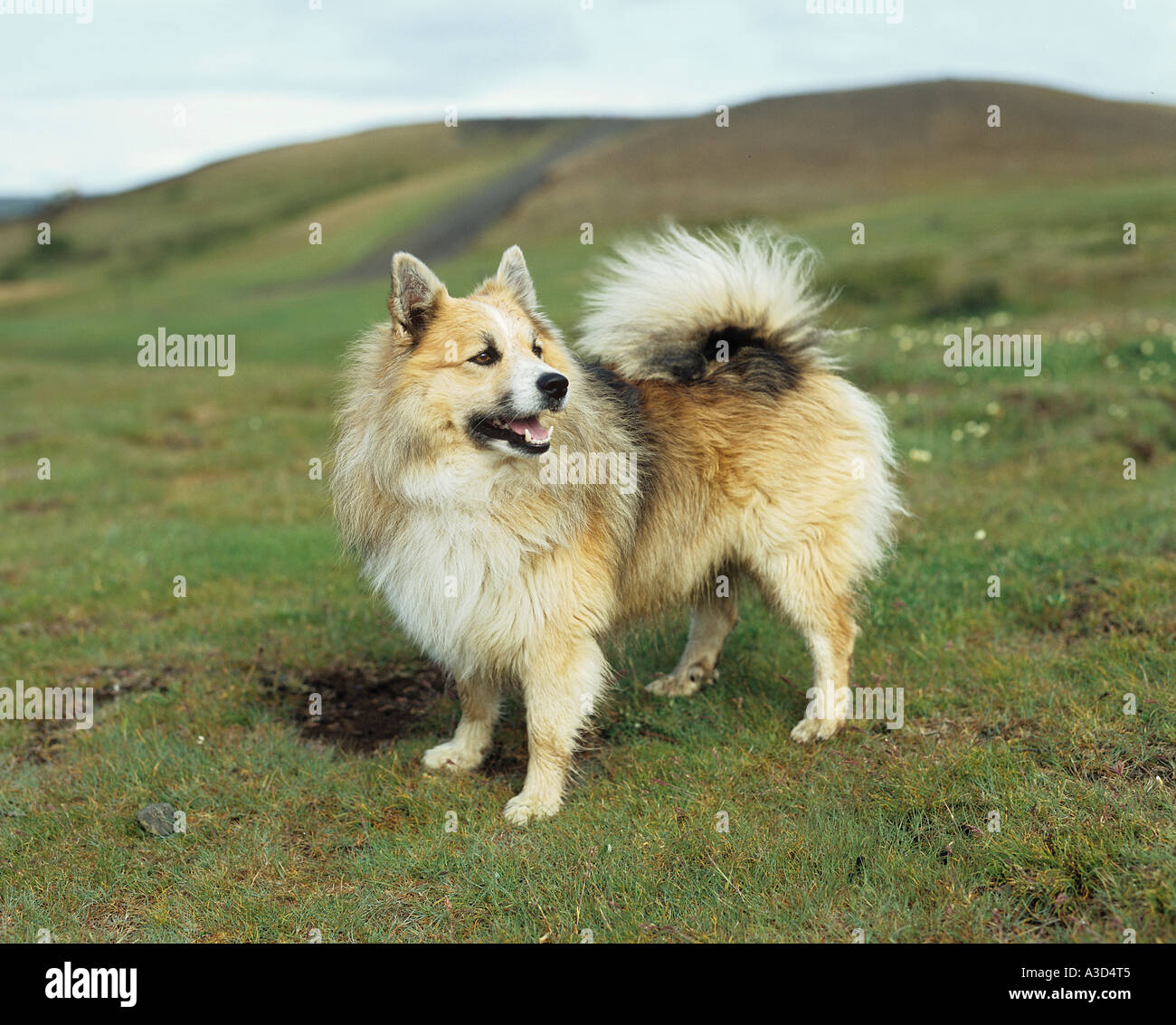 Spitz dog dogs adult hi-res stock photography and images - Alamy