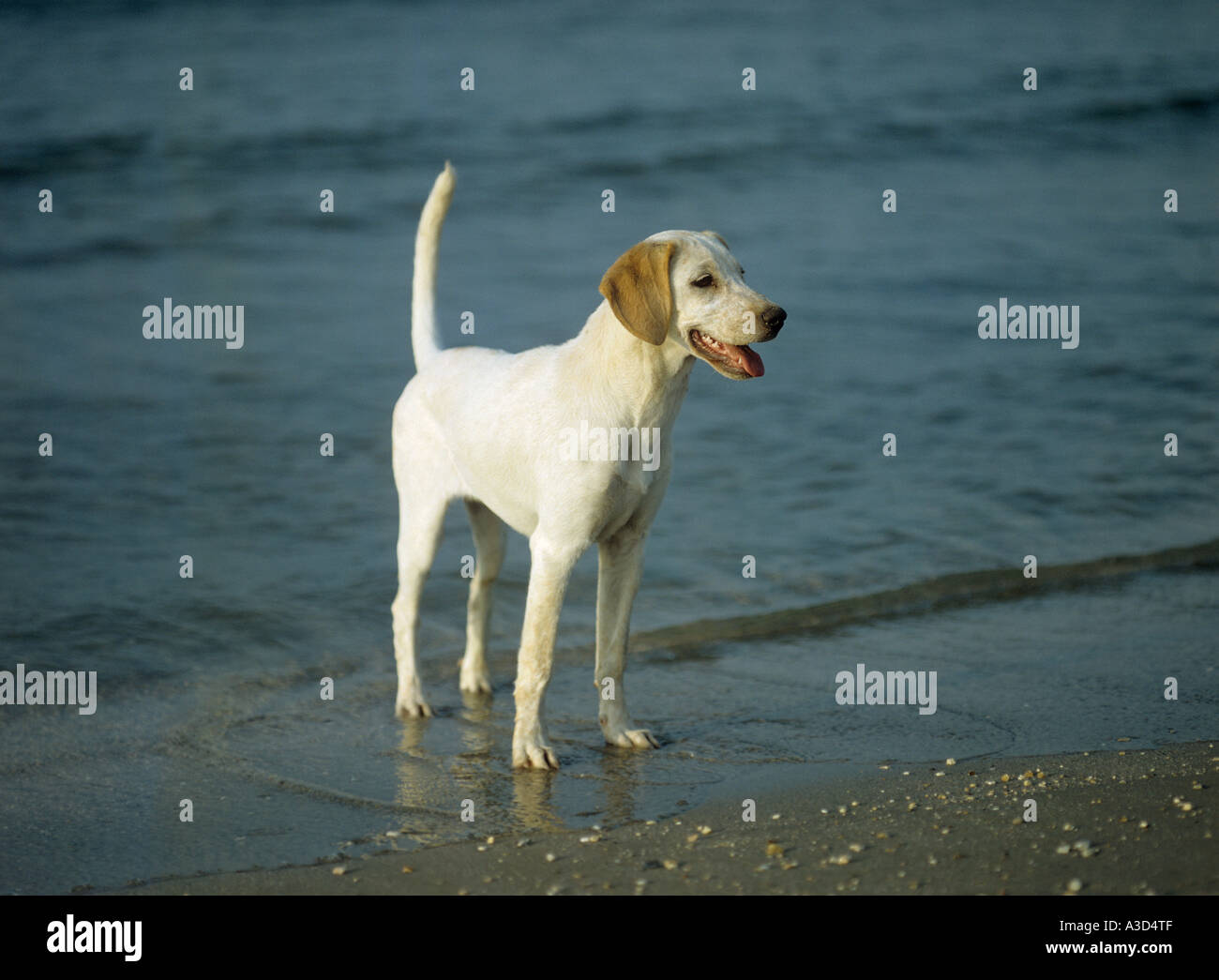 half breed dog standing in water Stock Photo - Alamy