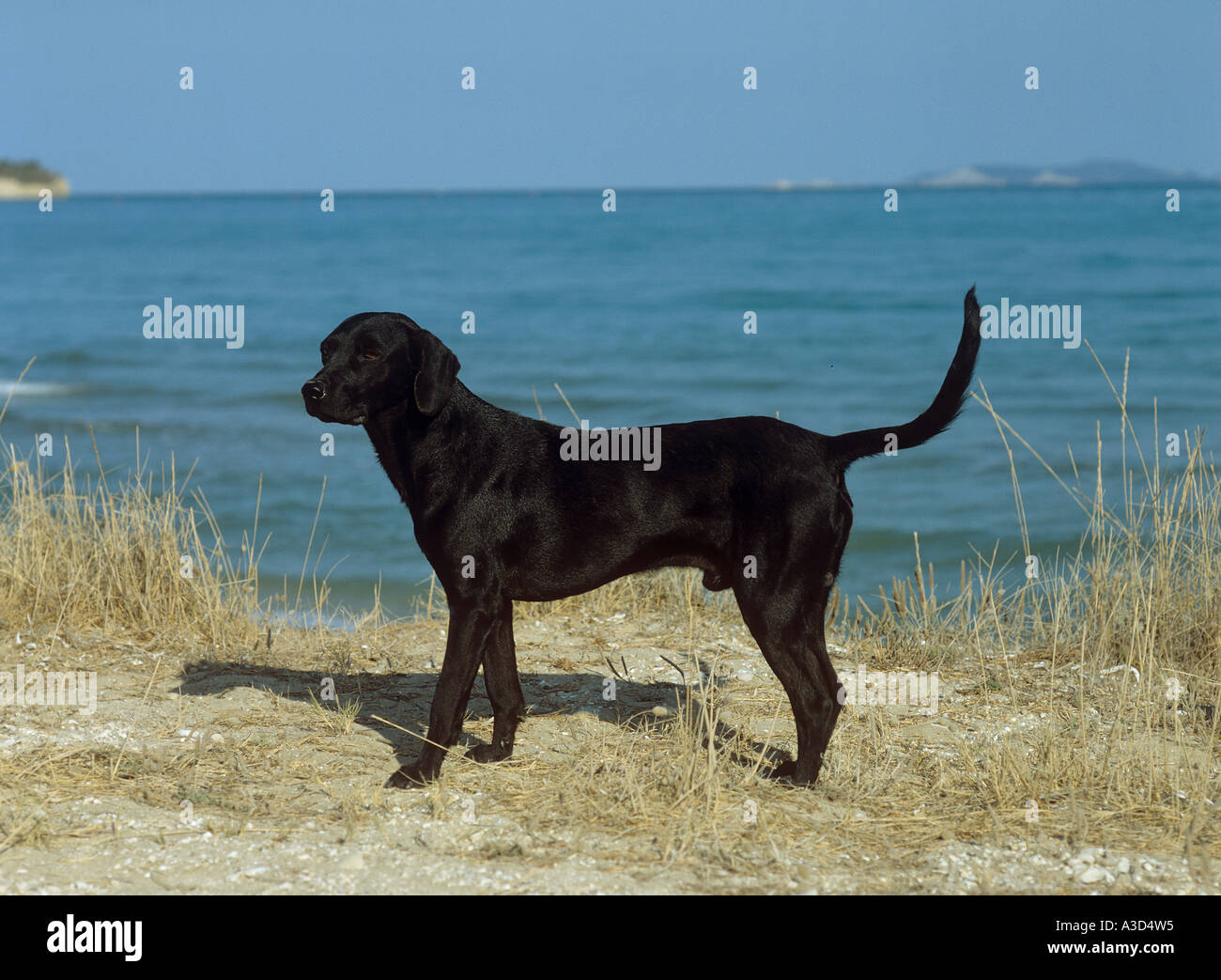 half breed dog standing at the shore Stock Photo - Alamy