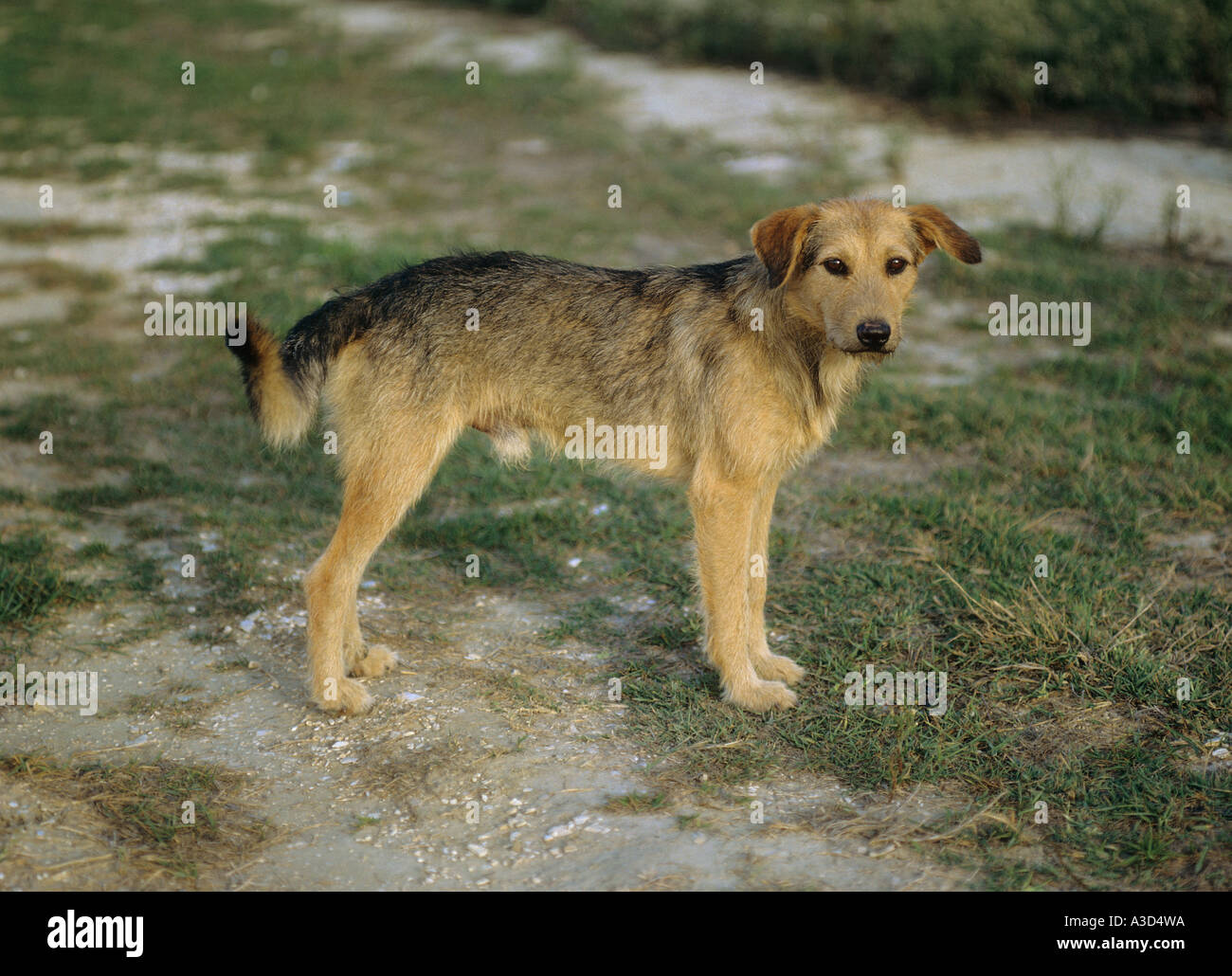 half breed dog standing on meadow Stock Photo - Alamy