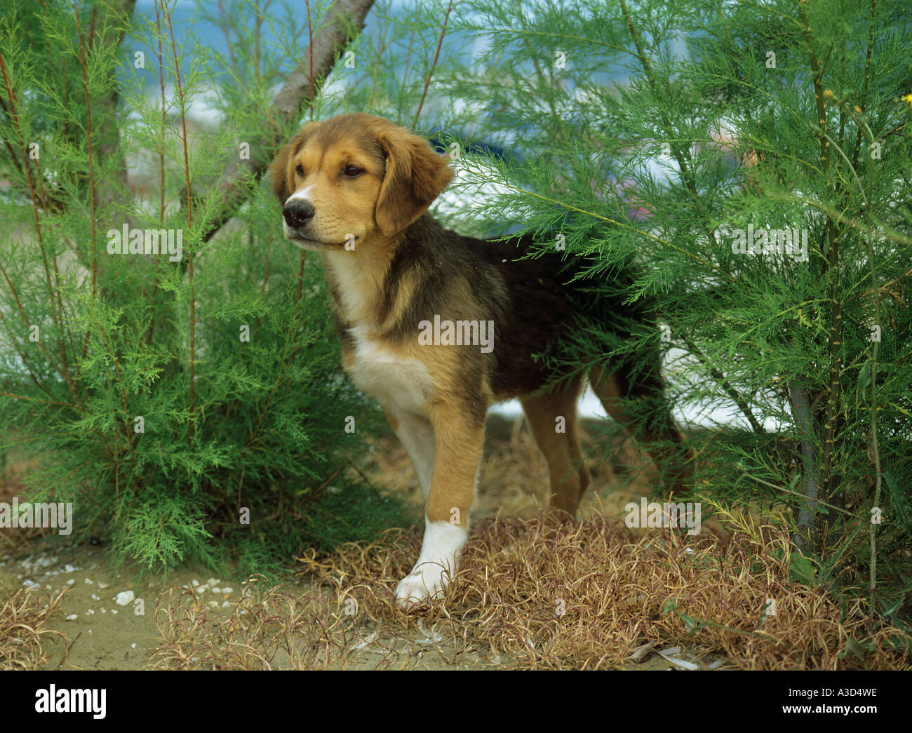 half breed dog puppy standing between bushes Stock Photo - Alamy