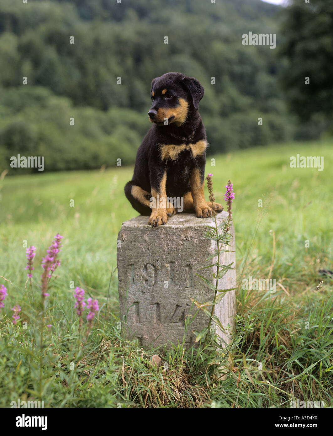 rottweiler puppy sitting on cairn Stock Photo - Alamy