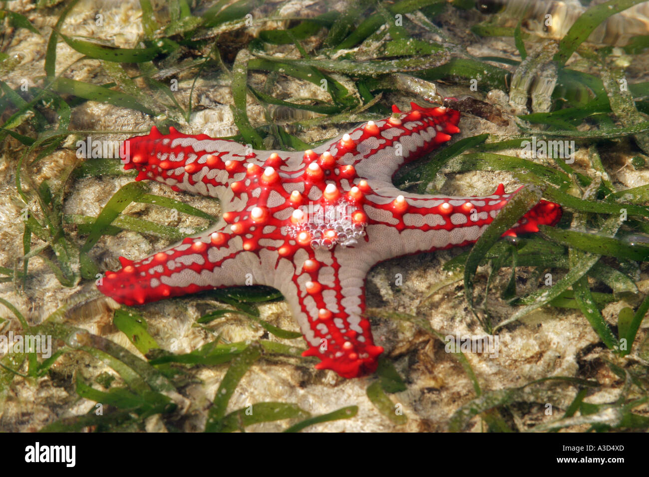 Protoreaster lincki hi-res stock photography and images - Alamy