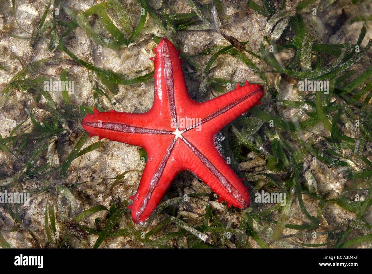 Protoreaster hi-res stock photography and images - Alamy