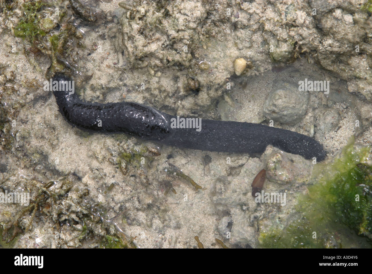holothuriidae sea cucumber at coral reef Stock Photo - Alamy