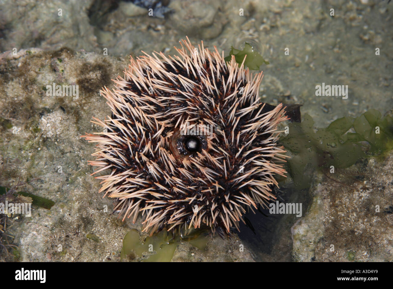 Echinoids hi-res stock photography and images - Alamy