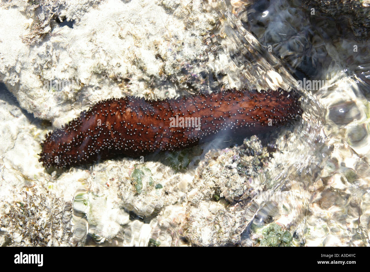 holothuriidae sea cucumber at coral reef Stock Photo - Alamy