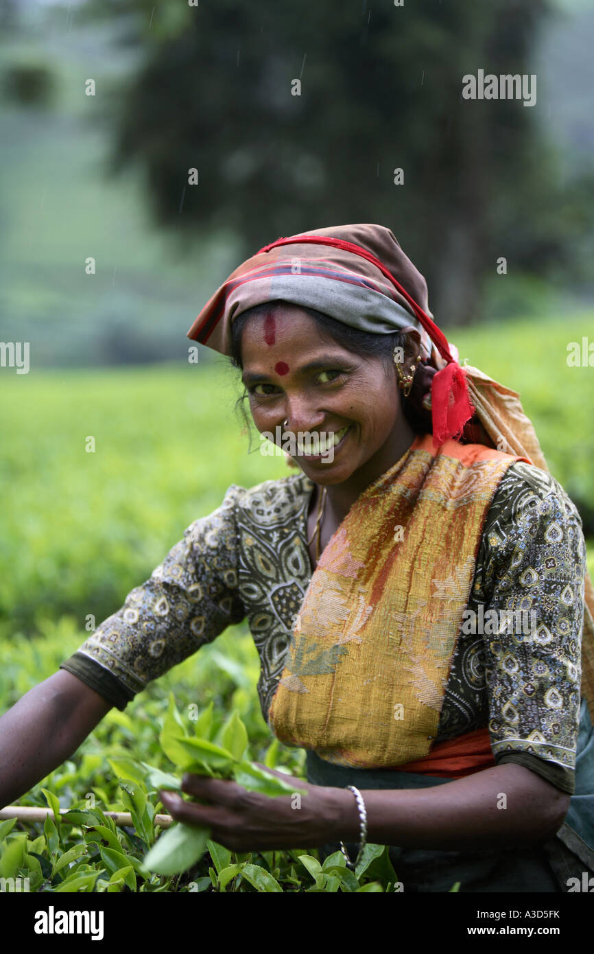 Vertical environmental portrait of friendly, smiling lady tea picker ...