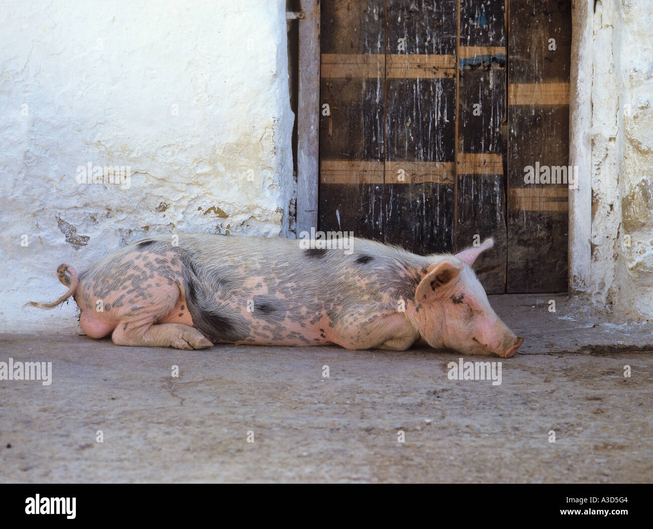 domestic pig lying in front of stable door Stock Photo - Alamy