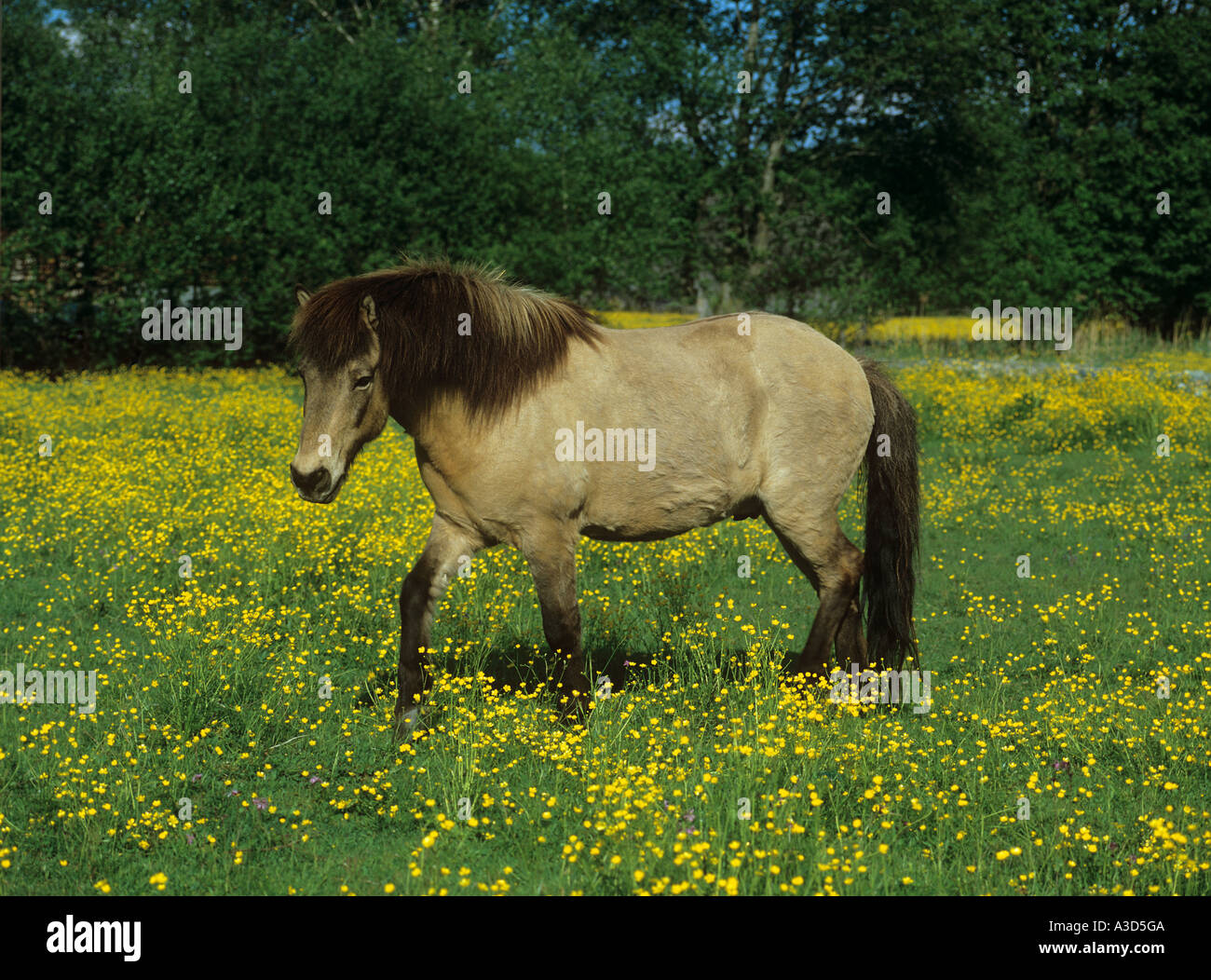 Shetland pony standing on meadow Stock Photo - Alamy