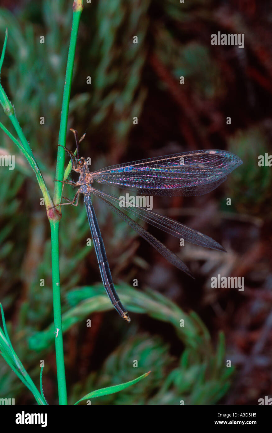 Myrmeleon formicarius antlion ant lion hi-res stock photography and ...