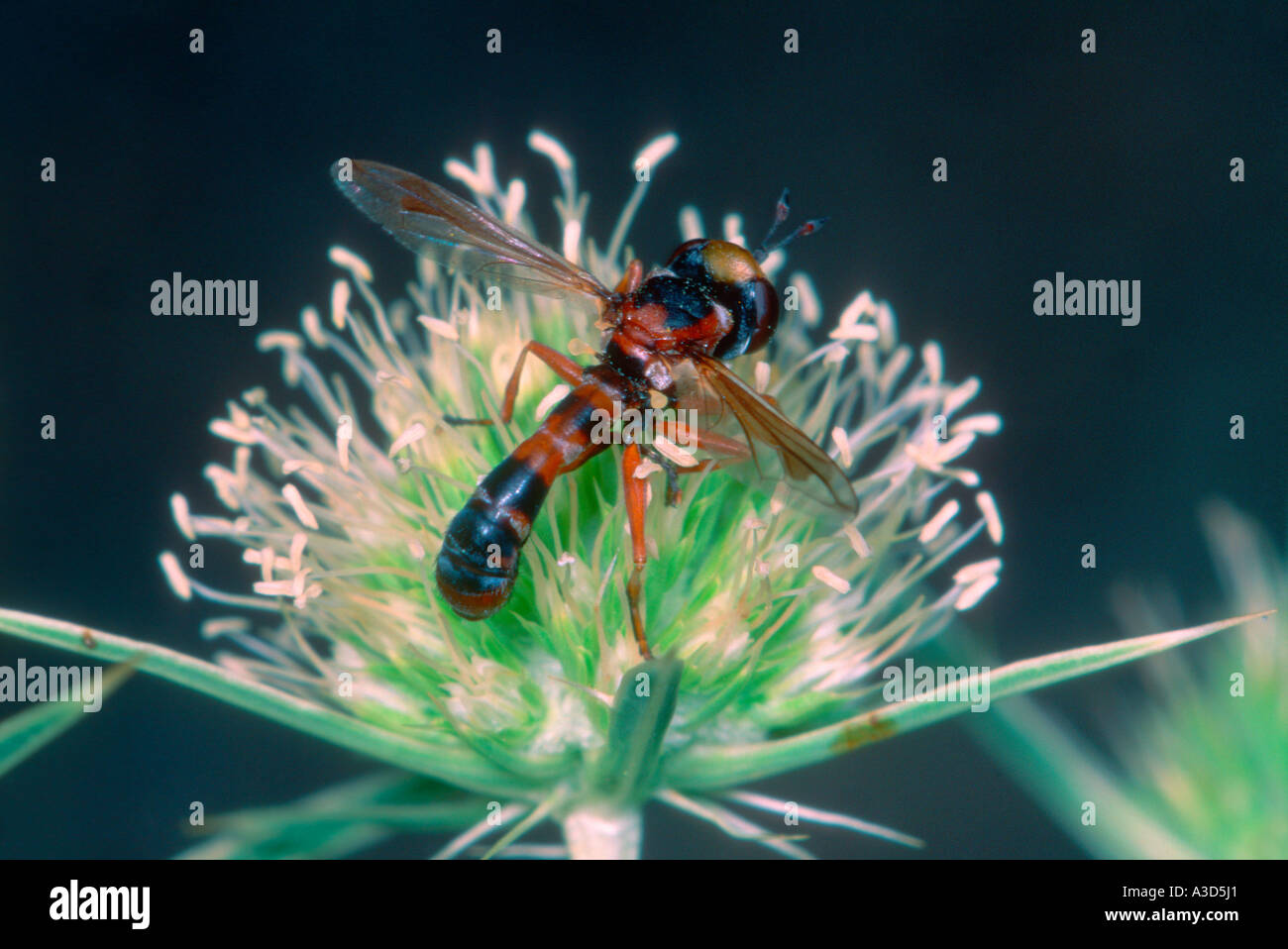 Conopid fly hi-res stock photography and images - Alamy