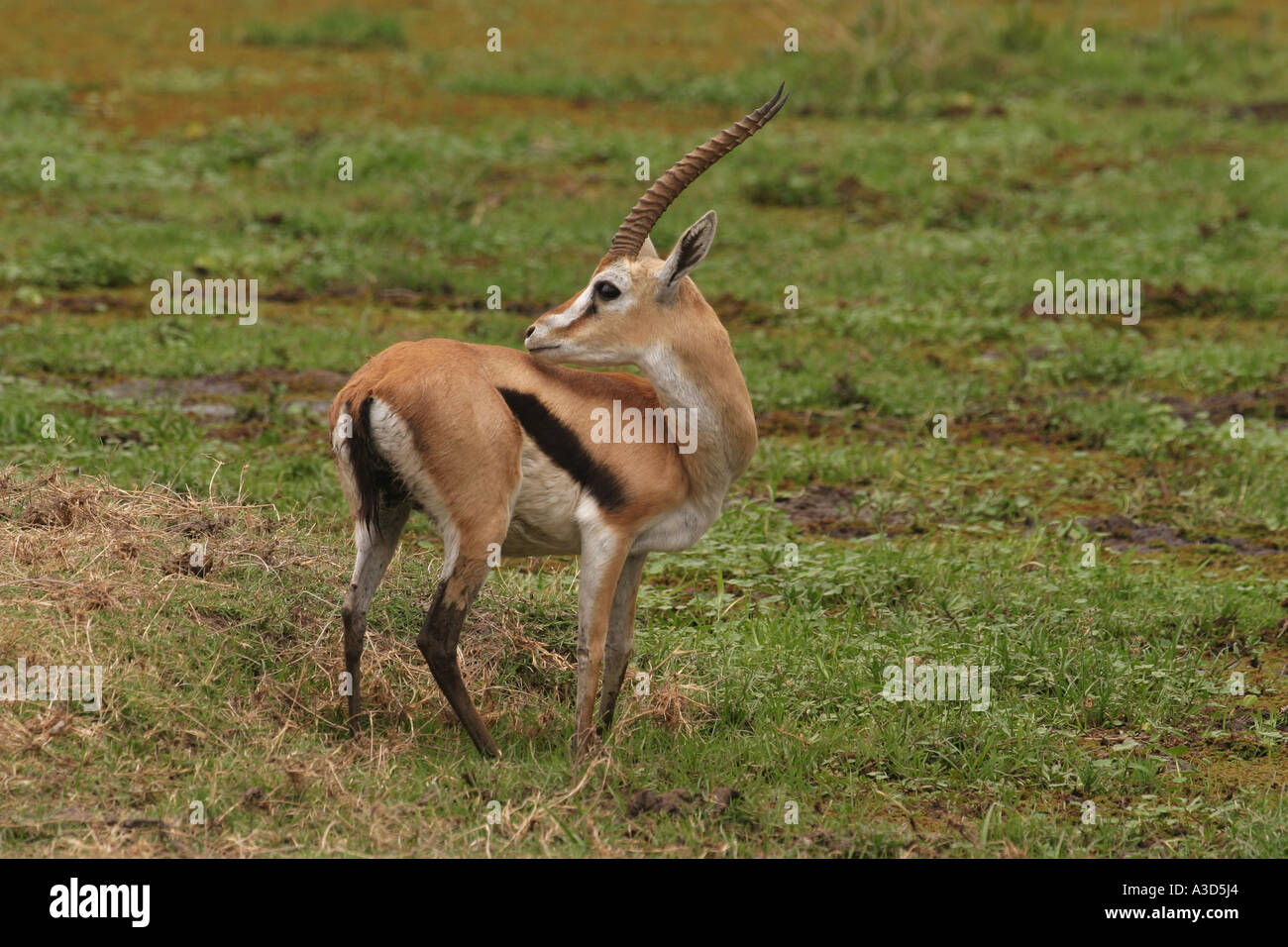 Thomson s gazelle buck Gazella thomsoni Stock Photo - Alamy