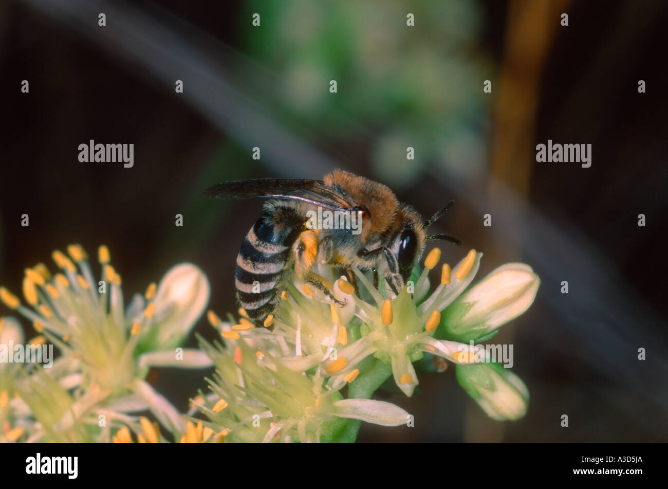 Bee, Halictus sp. Collecting nectar on flower Stock Photo - Alamy