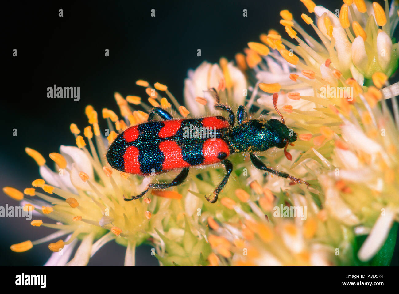 Trichodes apiarius beetles hi-res stock photography and images - Alamy