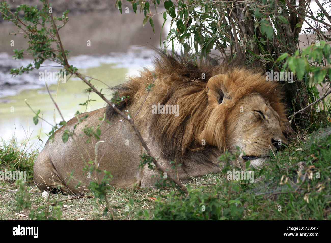 sleeping lion Panthera leo Stock Photo - Alamy