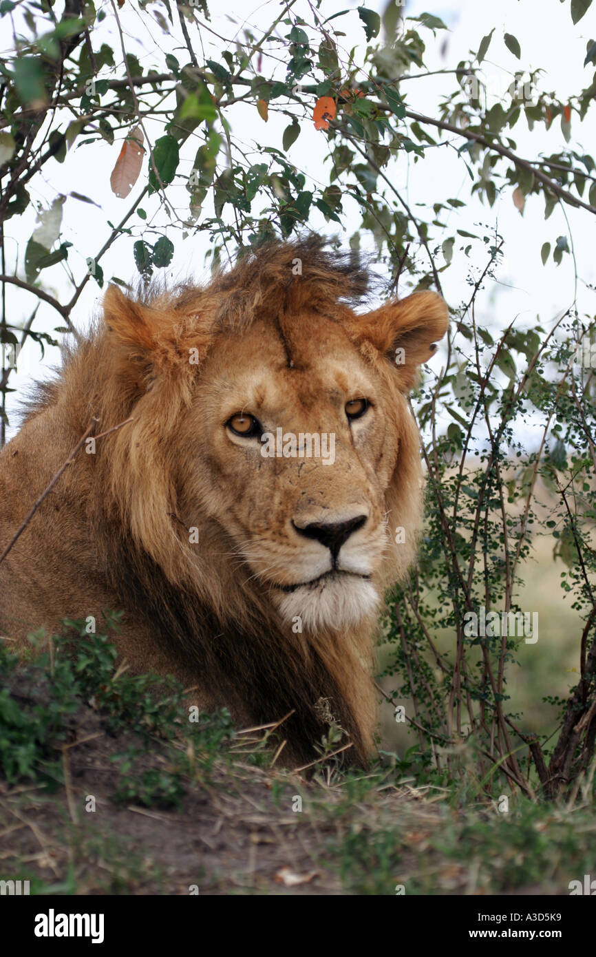 lion lying in shade Panthera leo Stock Photo - Alamy