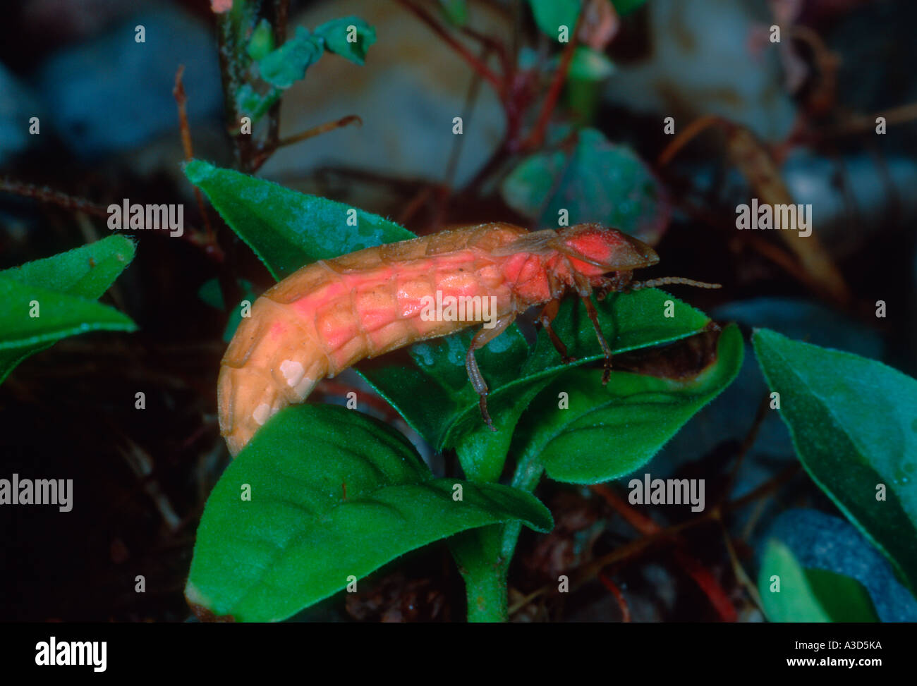 Lampyris nocticula female fireflies hi-res stock photography and images ...
