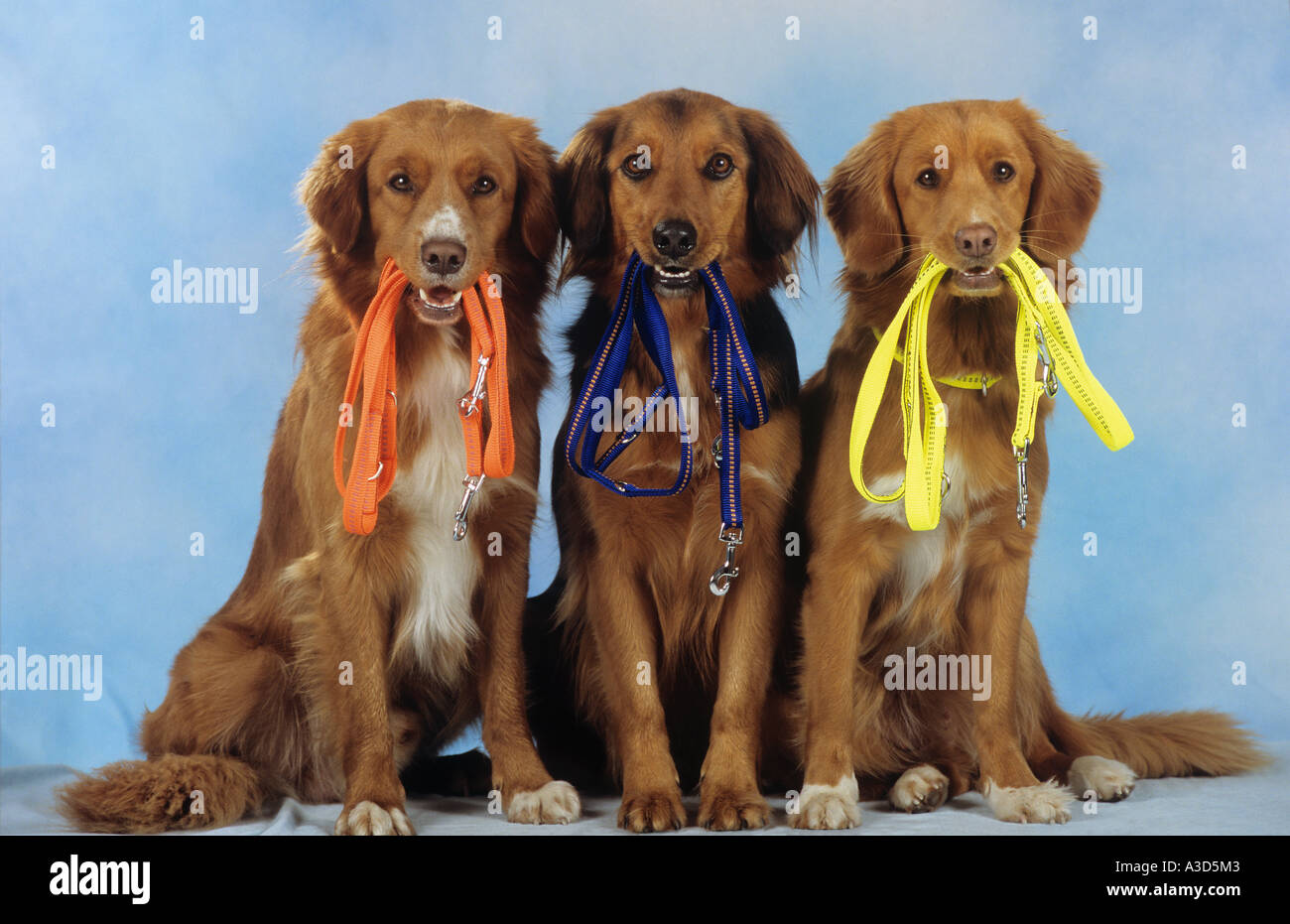 Dogs mongrels hi-res stock photography and images - Alamy