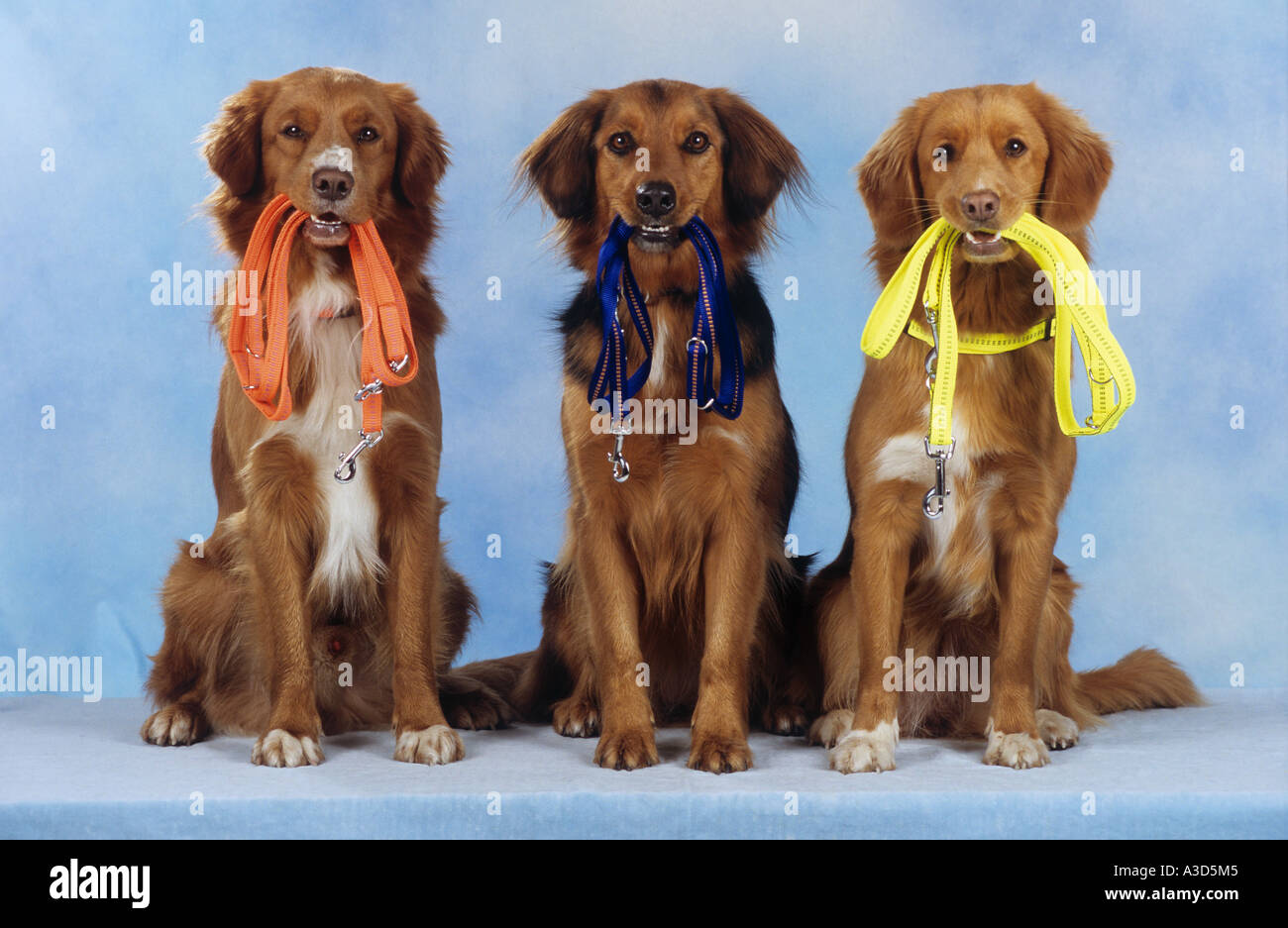 Retrieve dogs hi-res stock photography and images - Alamy