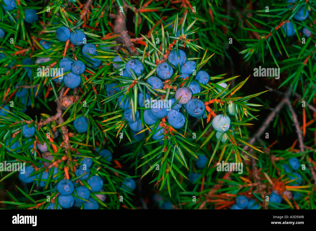 Common Juniper, Juniperus communis. Mature berries Stock Photo - Alamy