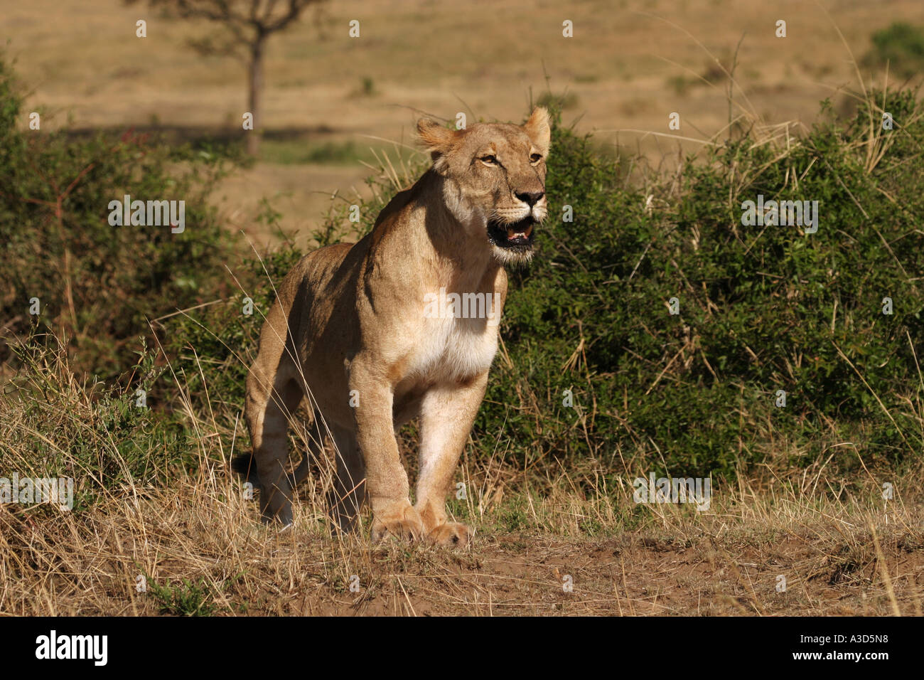 lioness looking for booty Panthera leo Stock Photo - Alamy