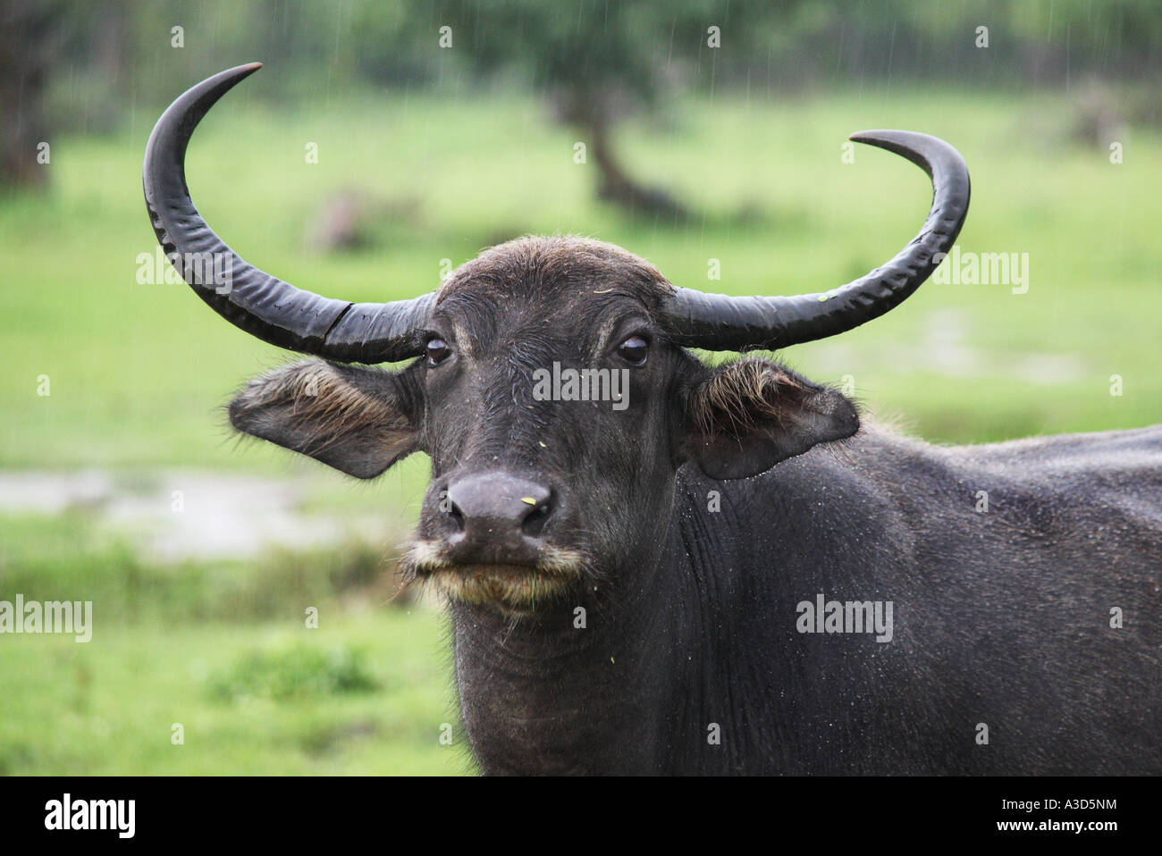 Close up portrait of face of water buffalo in the rain, Yala National ...