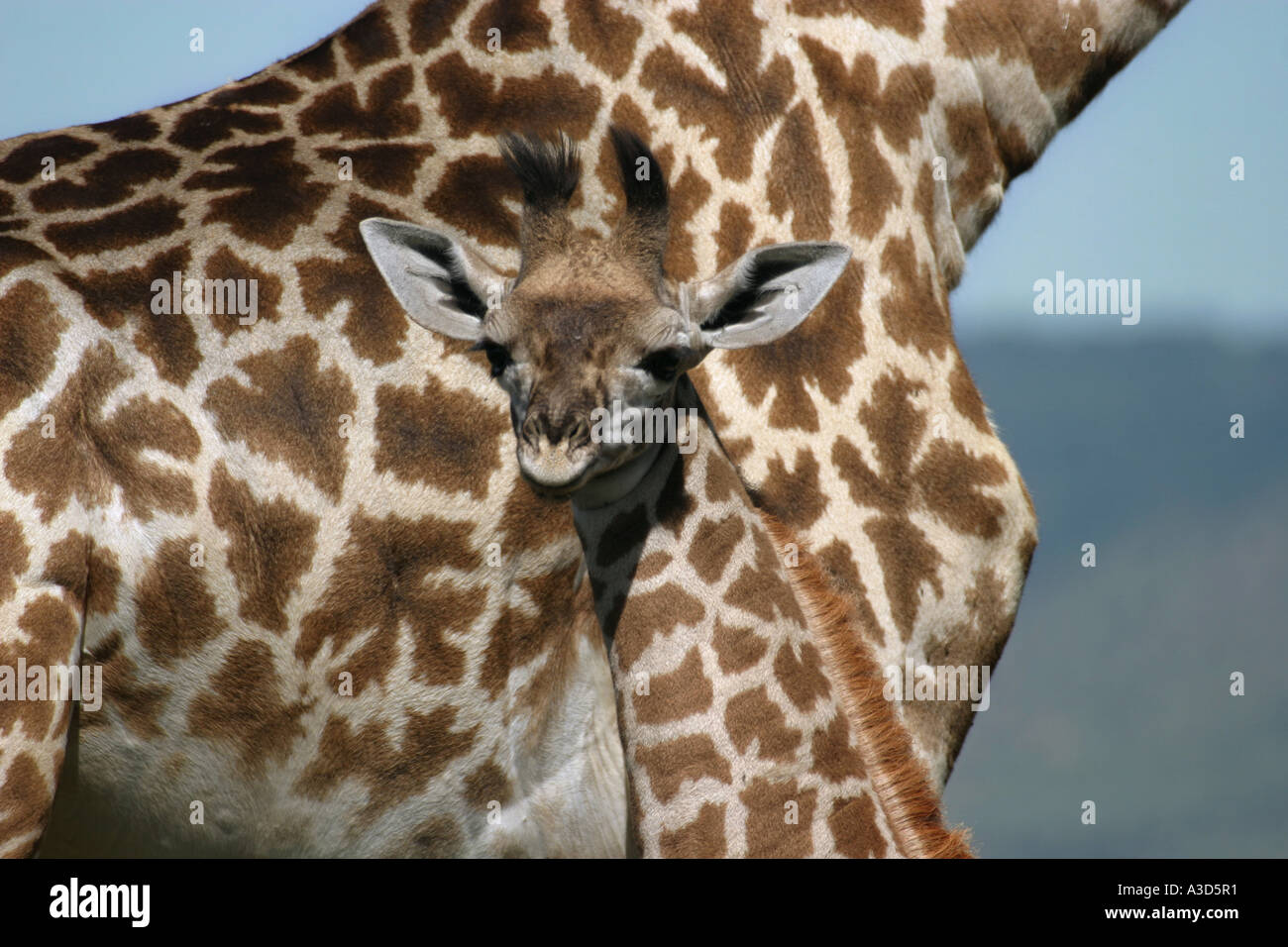 masai giraffe cub standing in front of mother Giraffa camelopardalis ...