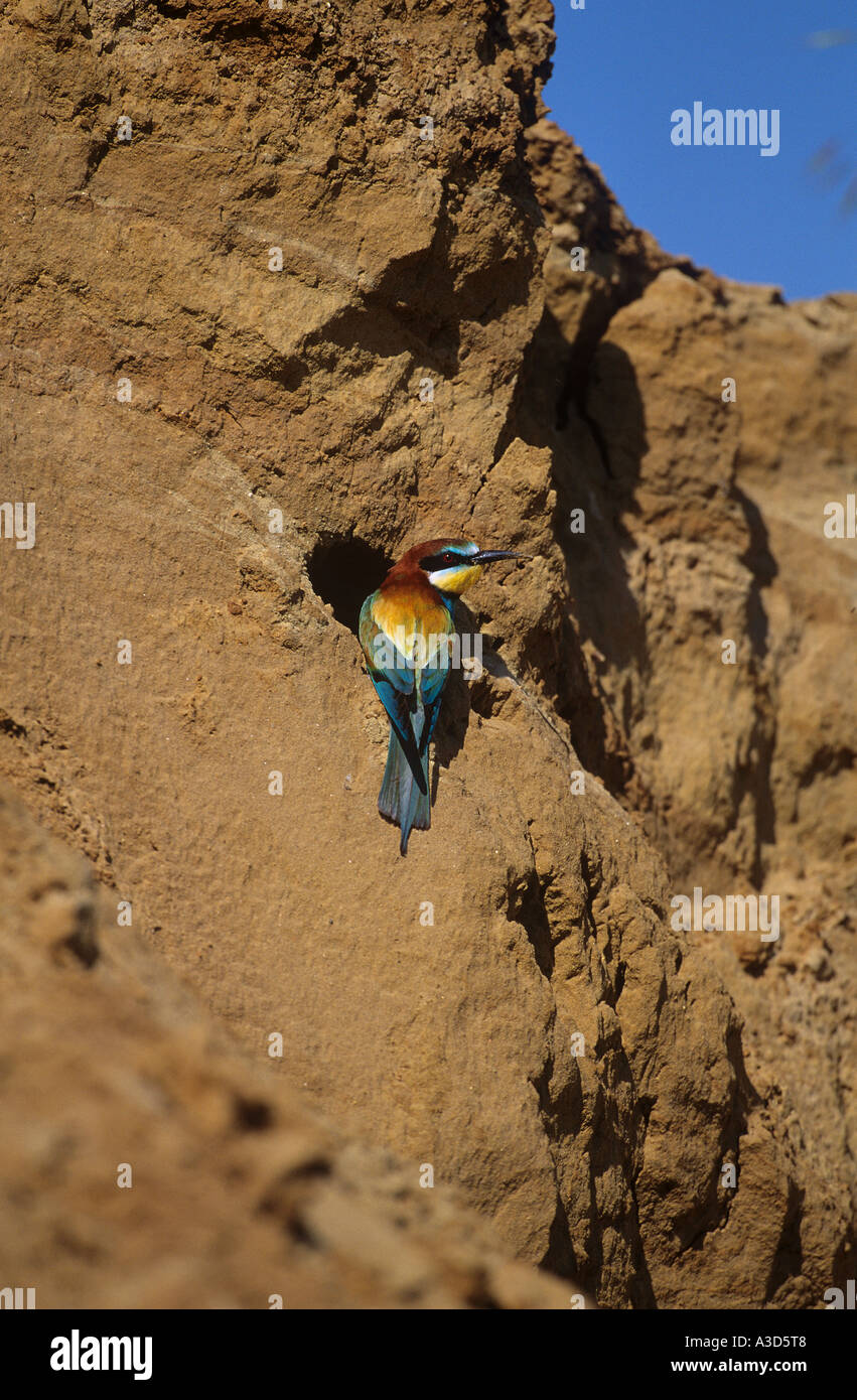 Bee eater - at hatchery / Merops apiaster Stock Photo - Alamy