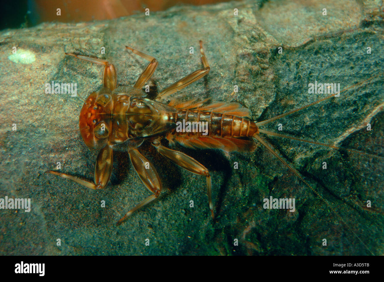 Mayfly nymphs hi-res stock photography and images - Alamy