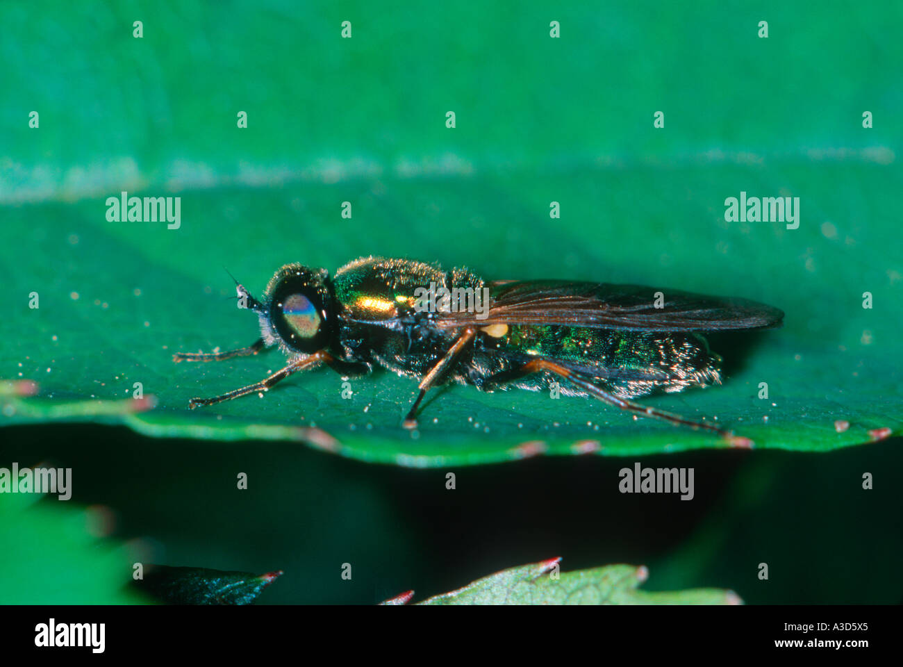 Metallic soldier fly hi-res stock photography and images - Alamy