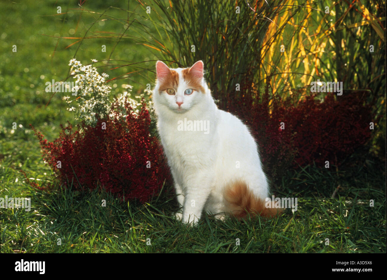 Turkish Van. Adult cat with eyes of different color (odd-eyed) sitting ...