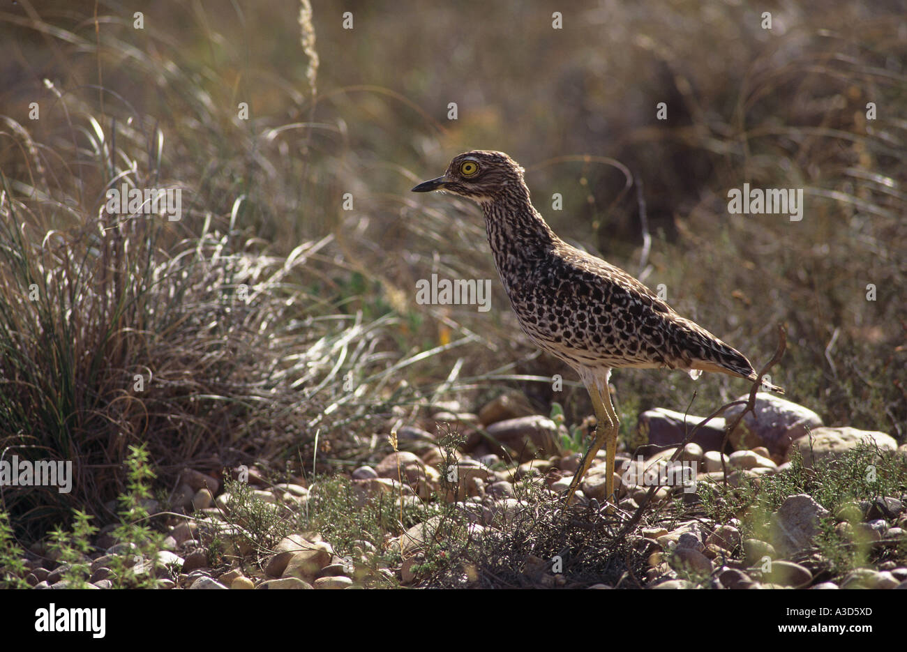 Spotted Thick-knee - standing lateral / Burhinus capensis Stock Photo ...