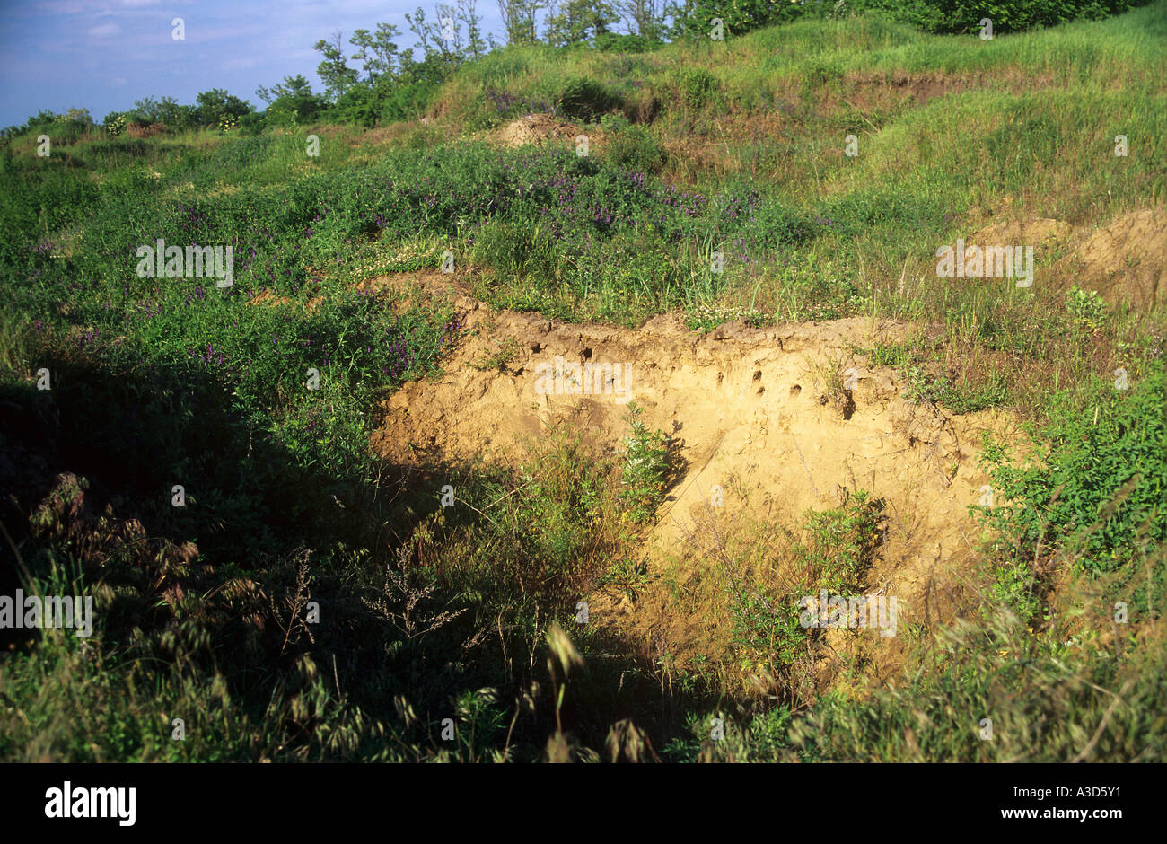 Bird hatchery hi-res stock photography and images - Alamy