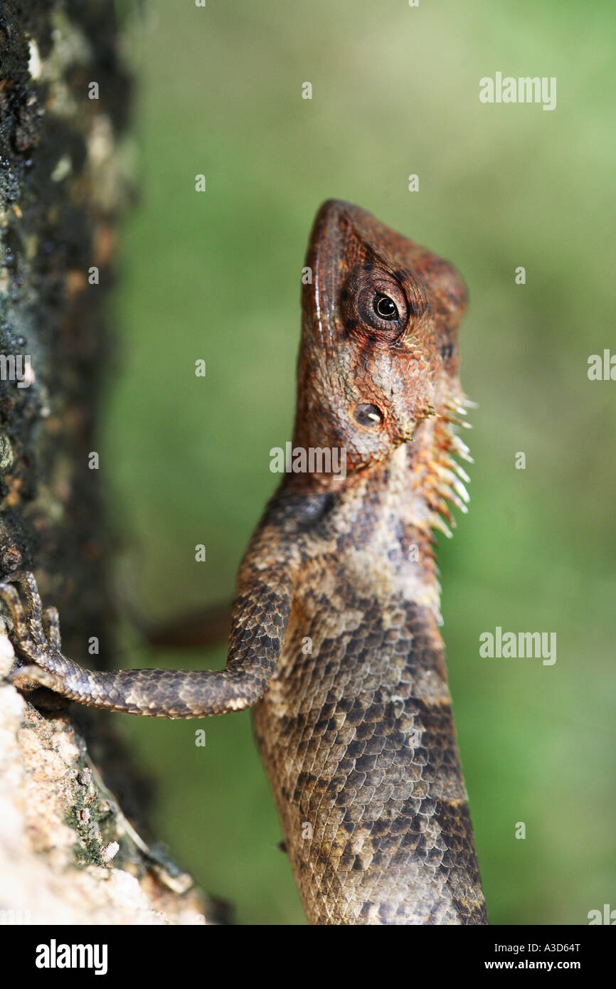 Close up detail of lizard climbing on tree, Sri Lanka, Asia Stock Photo ...