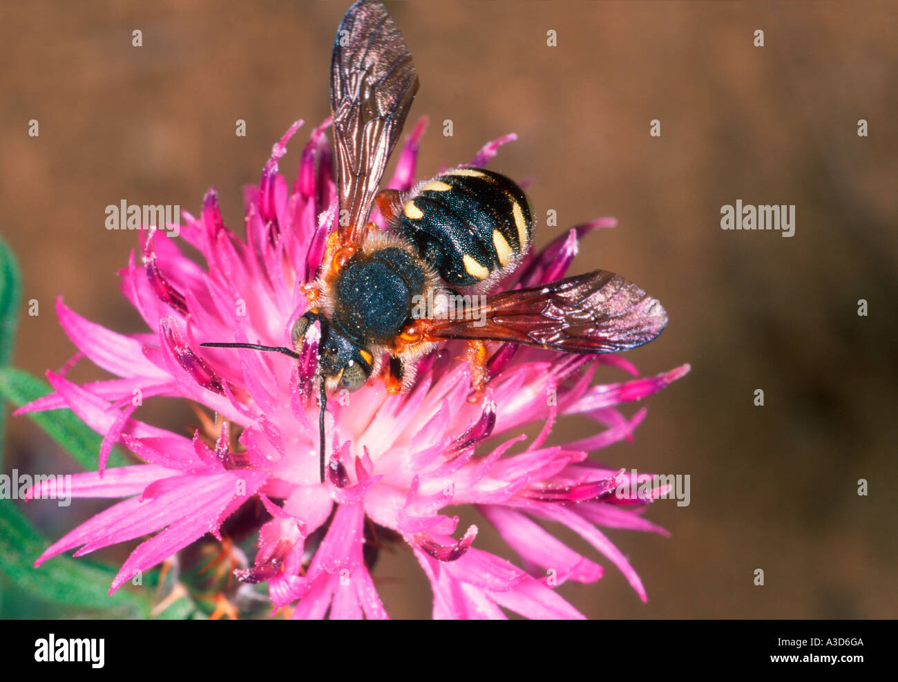 Anthidium hi-res stock photography and images - Alamy