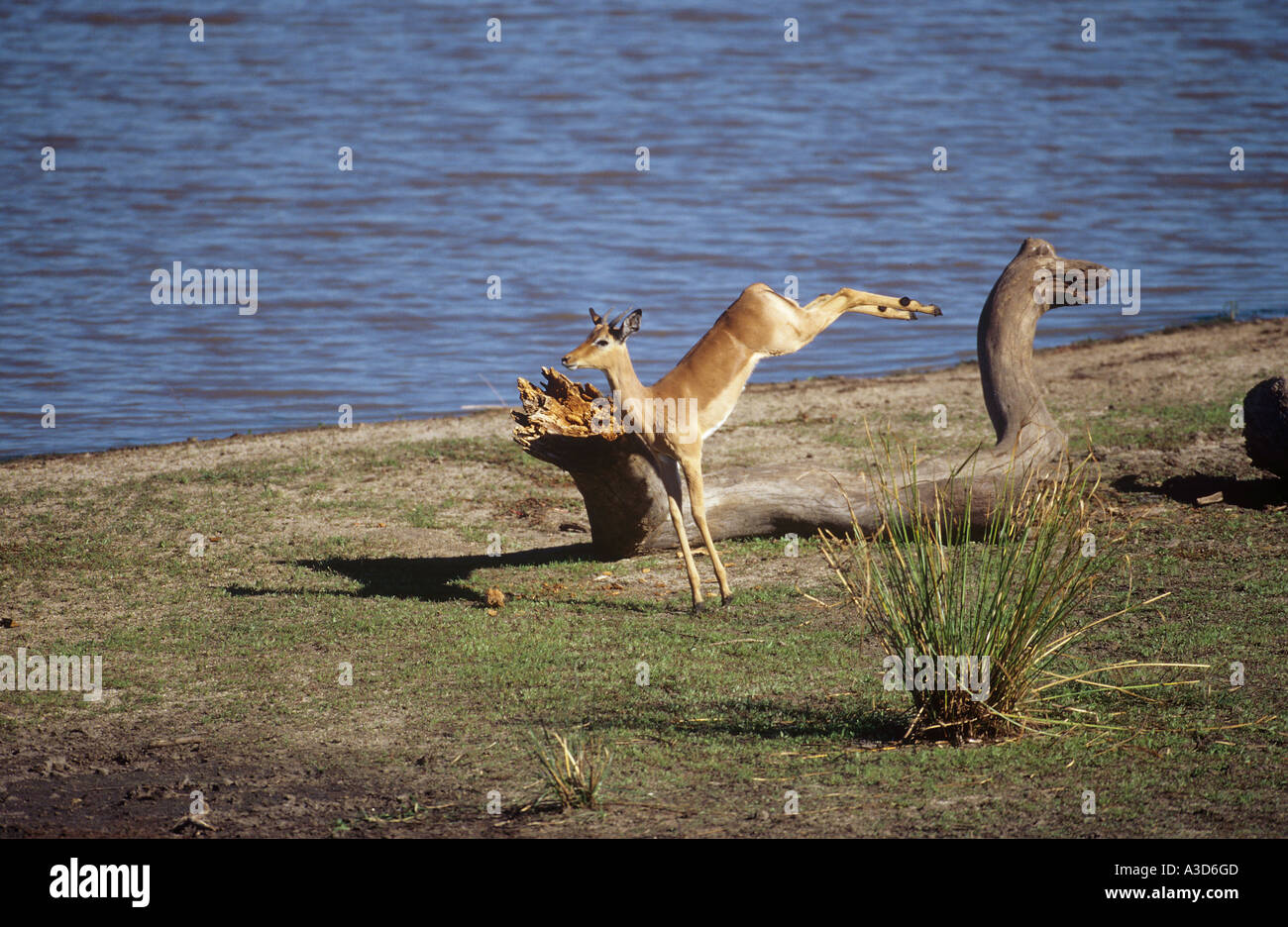 impala - jumping / Aepyceros melampus Stock Photo - Alamy