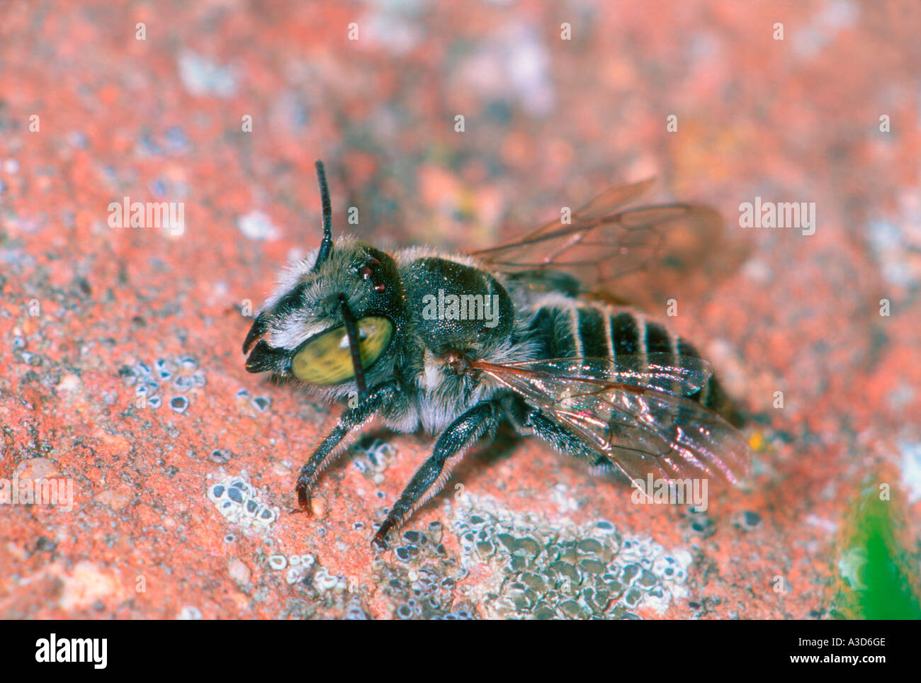Leaf-cutter Bee, Megachile sp Stock Photo - Alamy