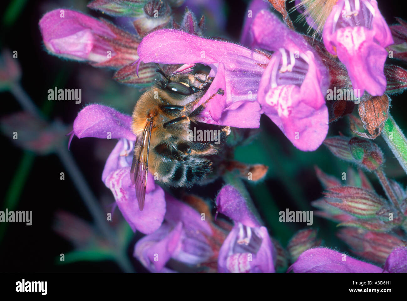Anthophora sp hi-res stock photography and images - Alamy
