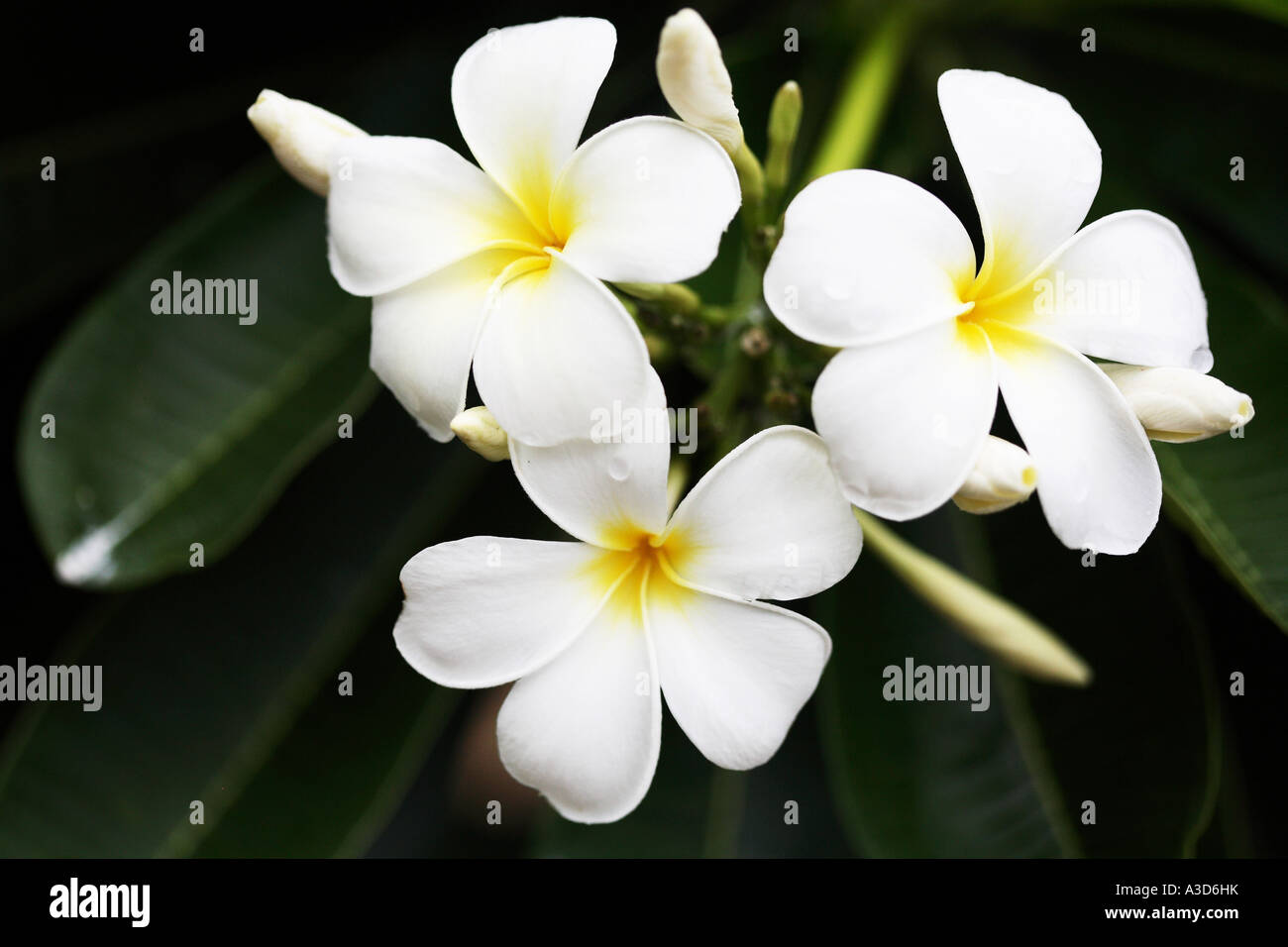 Edible Flowers In Sri Lanka at Katherine Lederman blog