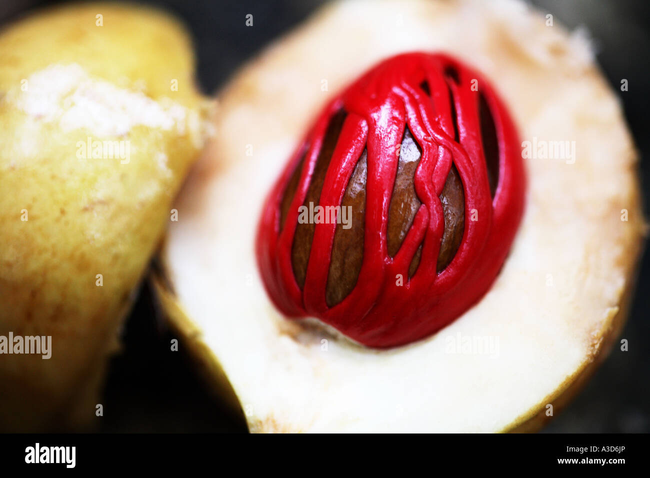 Close up macro detail of nutmeg within its fruit complete with red ...